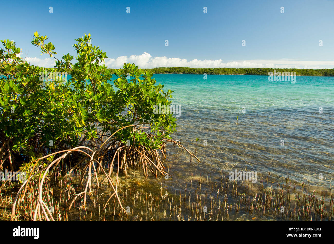 The roots of mangrove vegetation on Half Moon Cay Bahamas Stock Photo ...