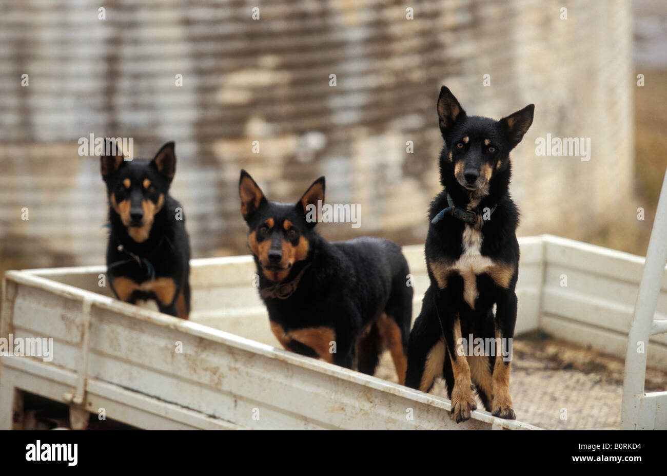 Kelpie Work Dogs New South Wales Australia Stock Photo - Alamy
