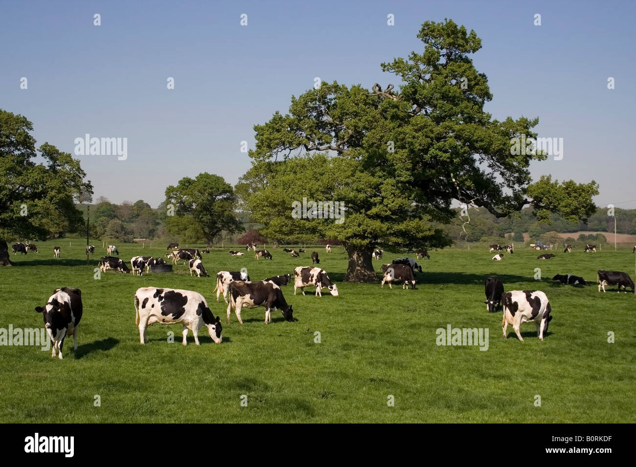 Cows grazing in fresh pasture Stock Photo - Alamy