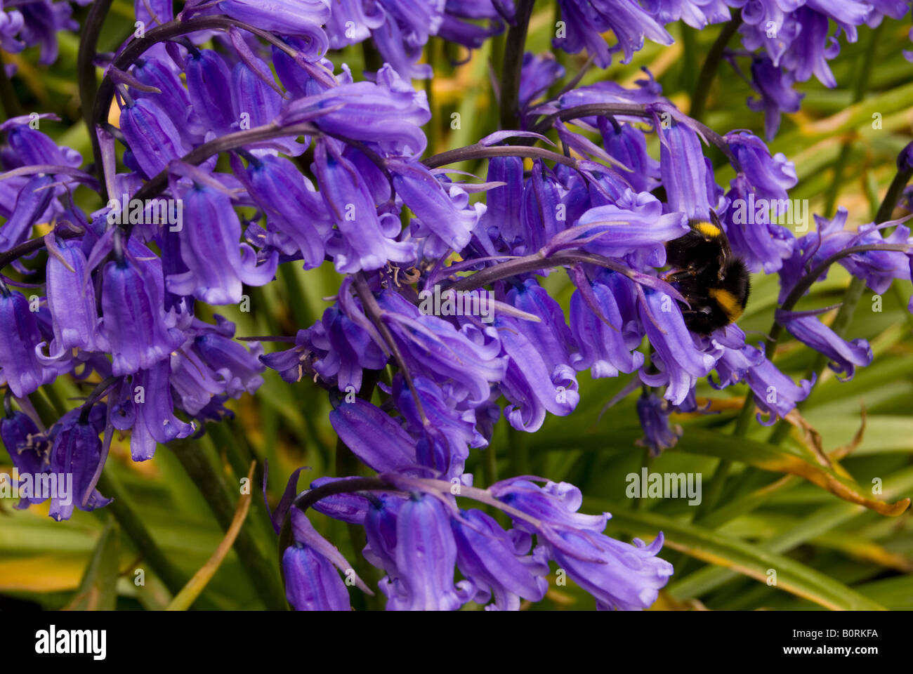 bluebells and bumblebee Stock Photo - Alamy