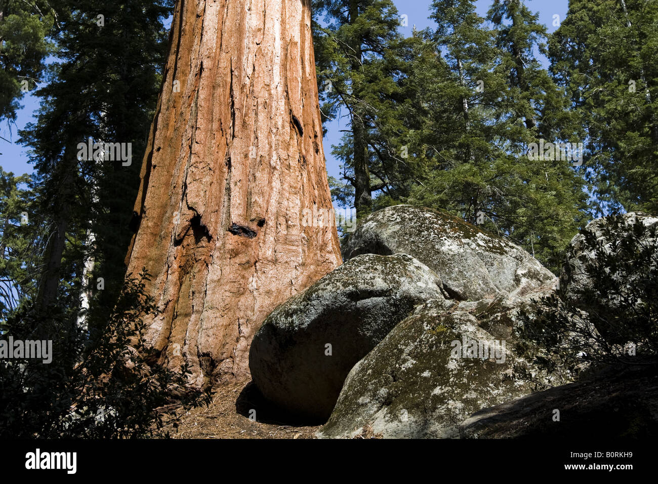 General Grant Grove, Kings Canyon National Park Stock Photo - Alamy