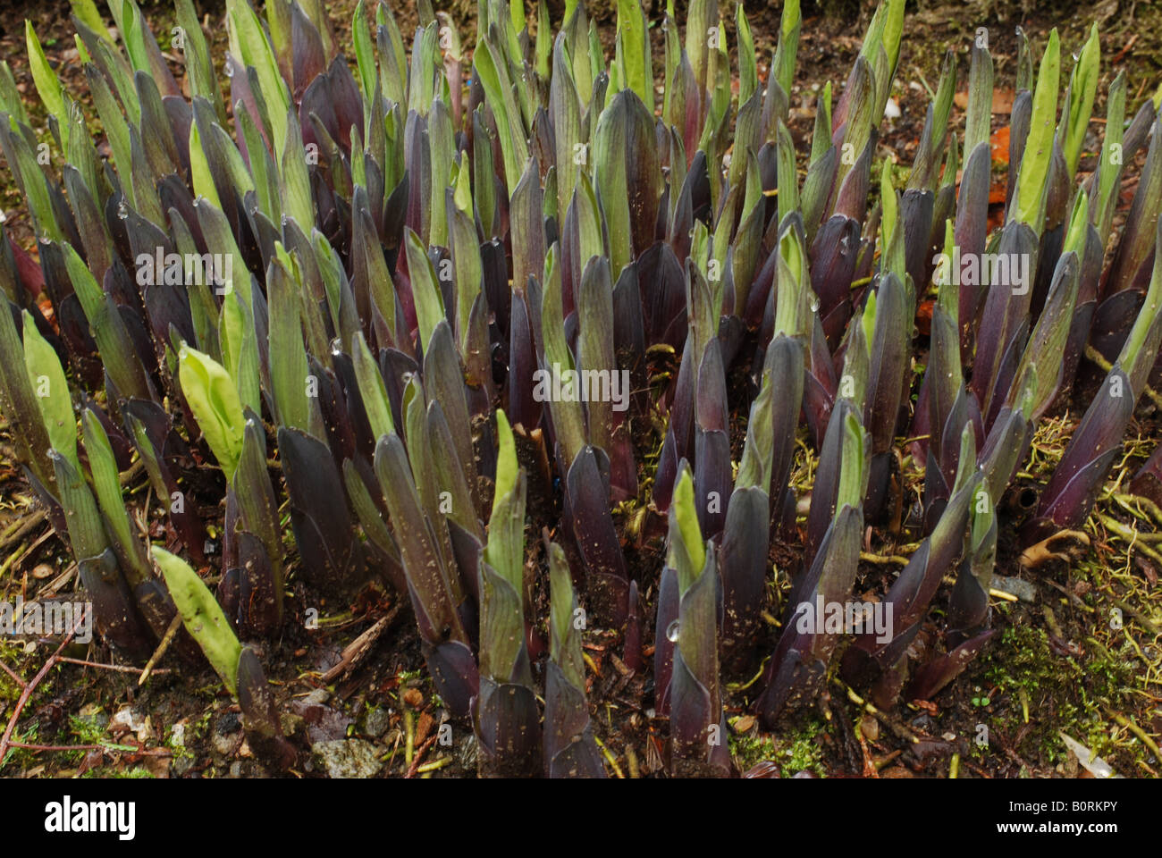 Emerging hosta hi-res stock photography and images - Alamy