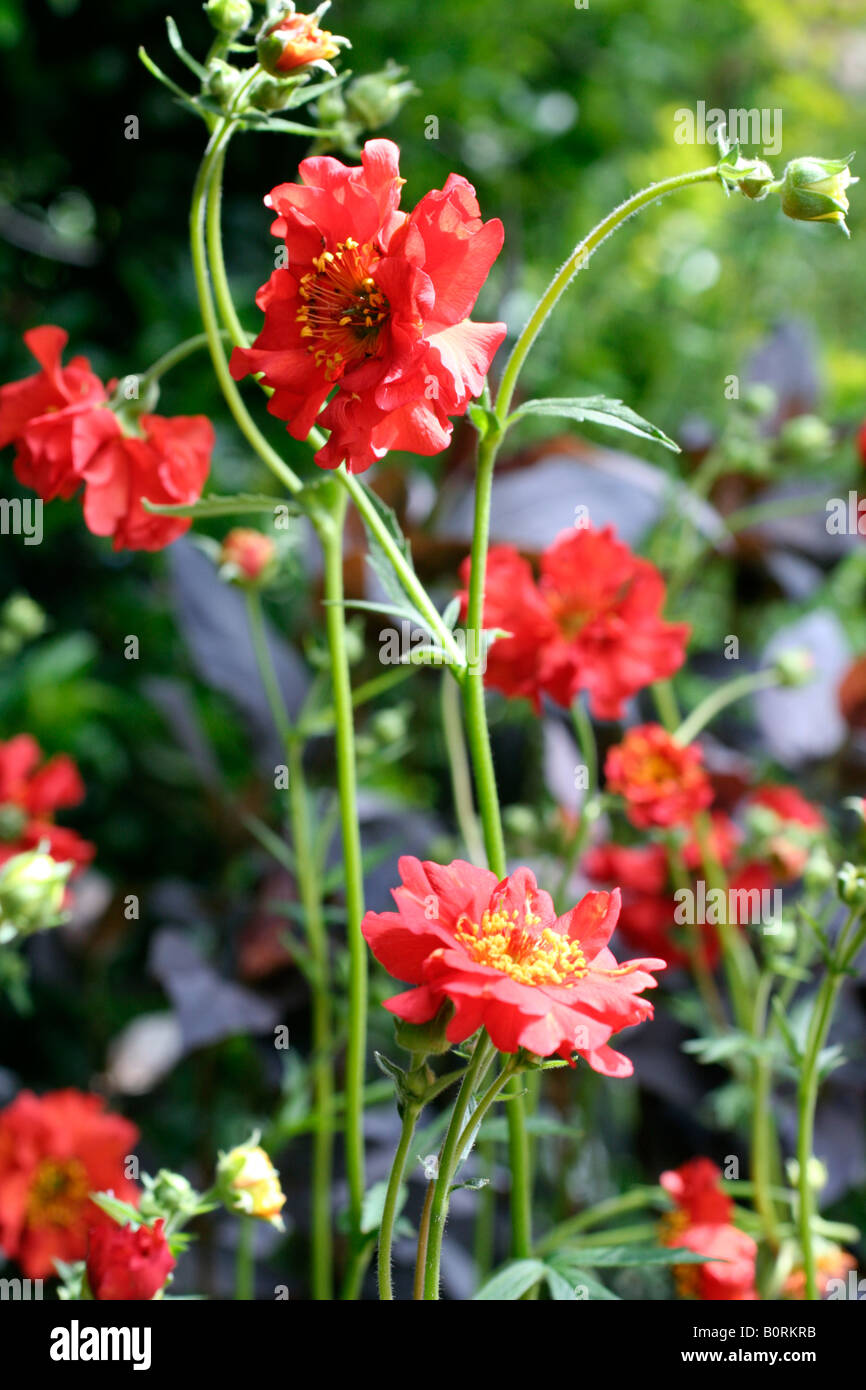 Perennial red geum hi-res stock photography and images - Alamy