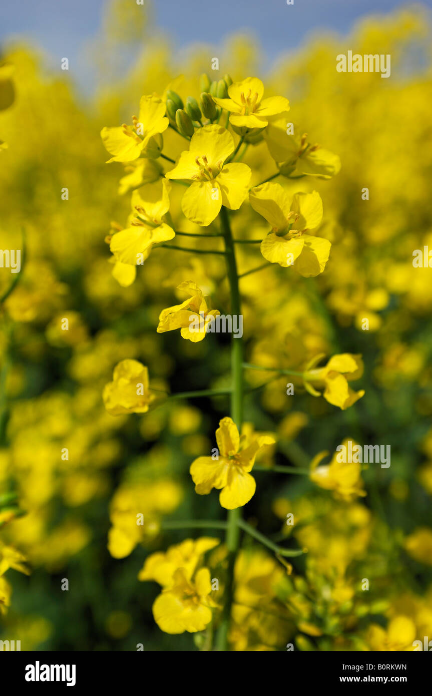Oilseed Rape in flower close up Stock Photo - Alamy