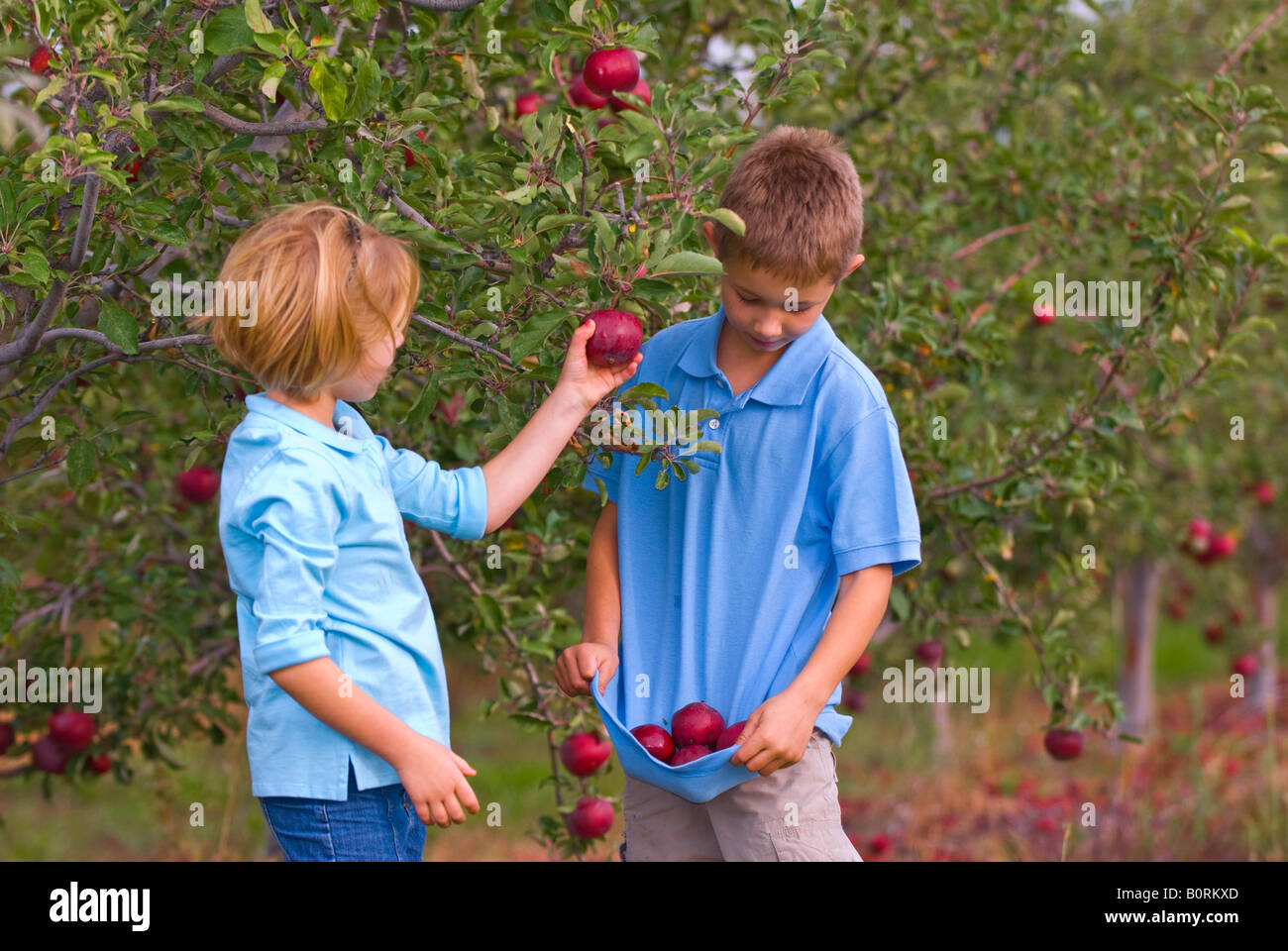 A happy girl and boy stand in an apple orchard on a farm Stock Photo ...