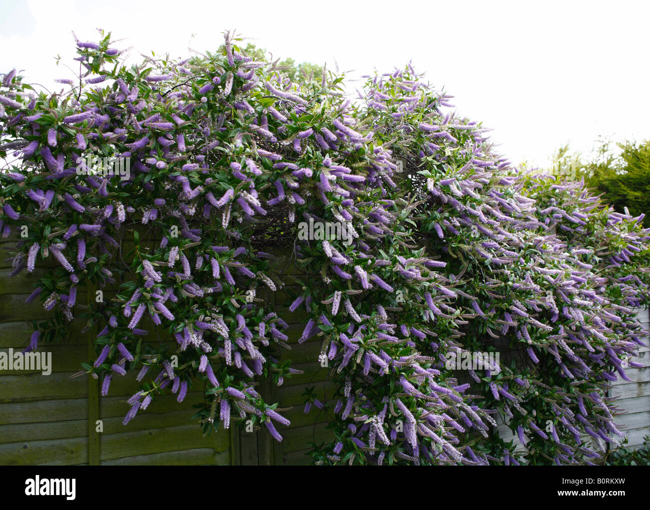 large Hebe bush in flower Stock Photo - Alamy