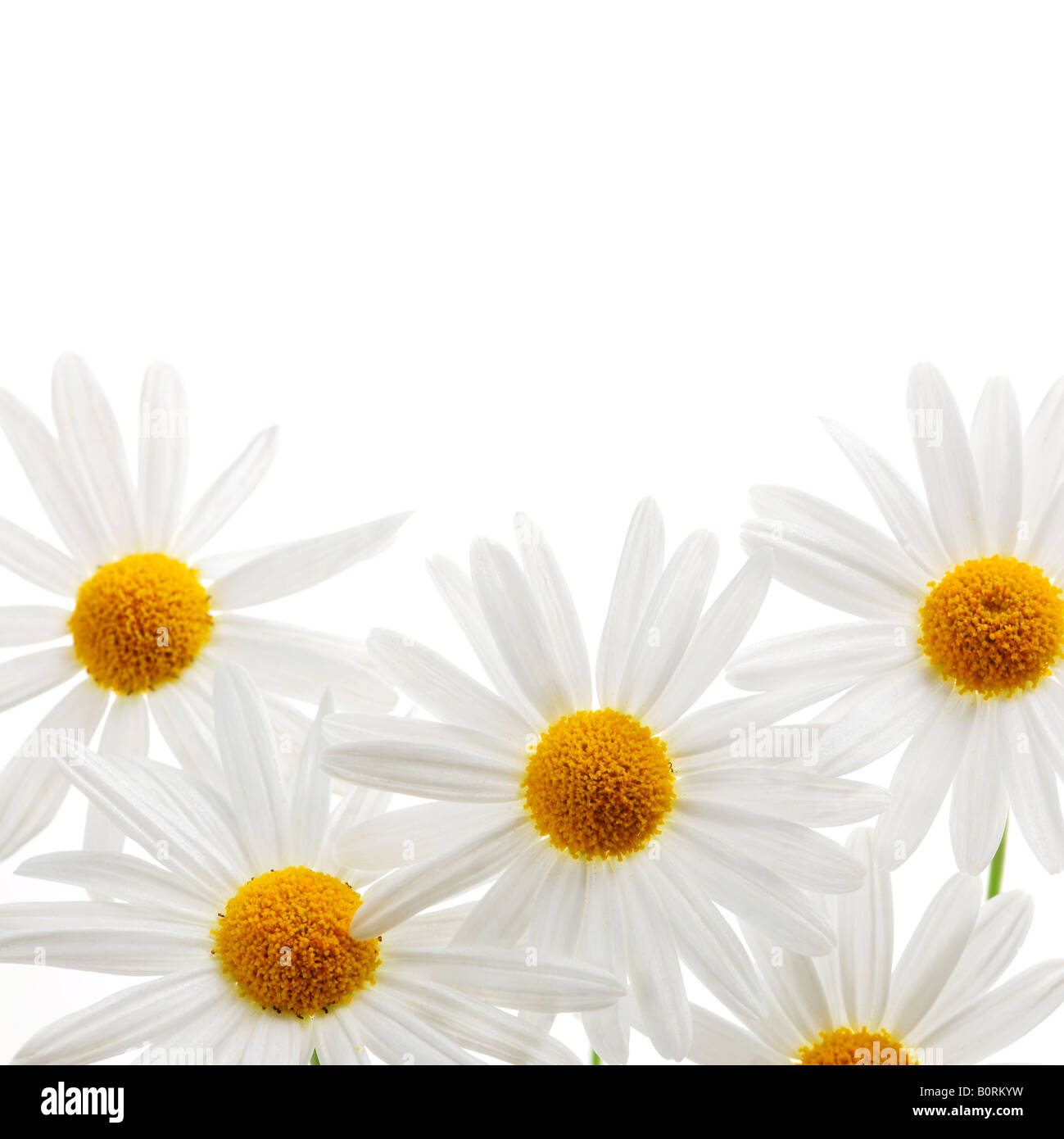 Daisy flowers isolated on white background Stock Photo - Alamy