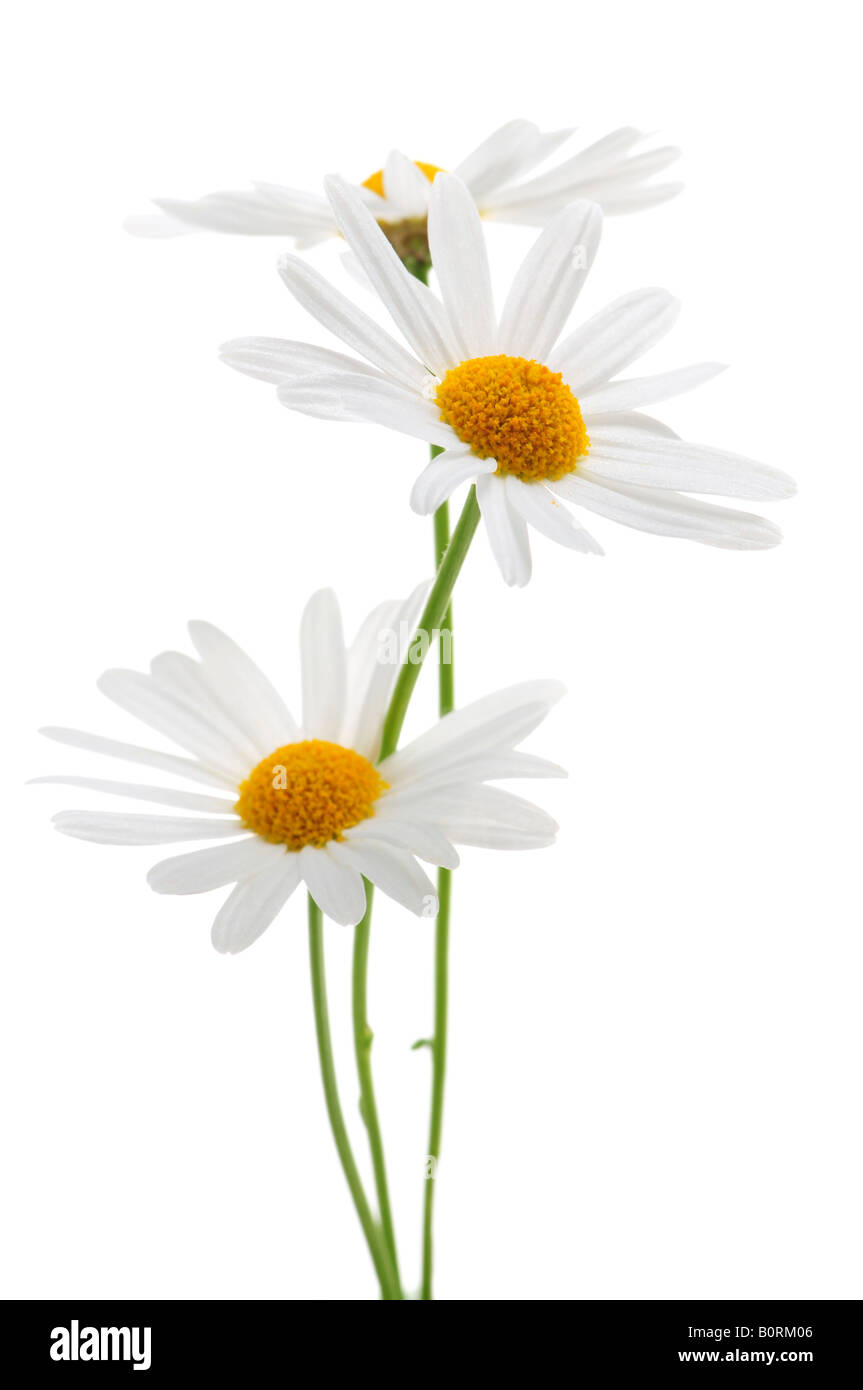 Daisy flowers isolated on white background Stock Photo - Alamy