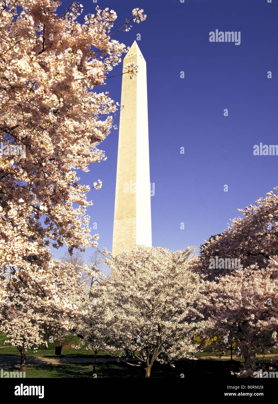 Washington monument cherry trees hi-res stock photography and images ...