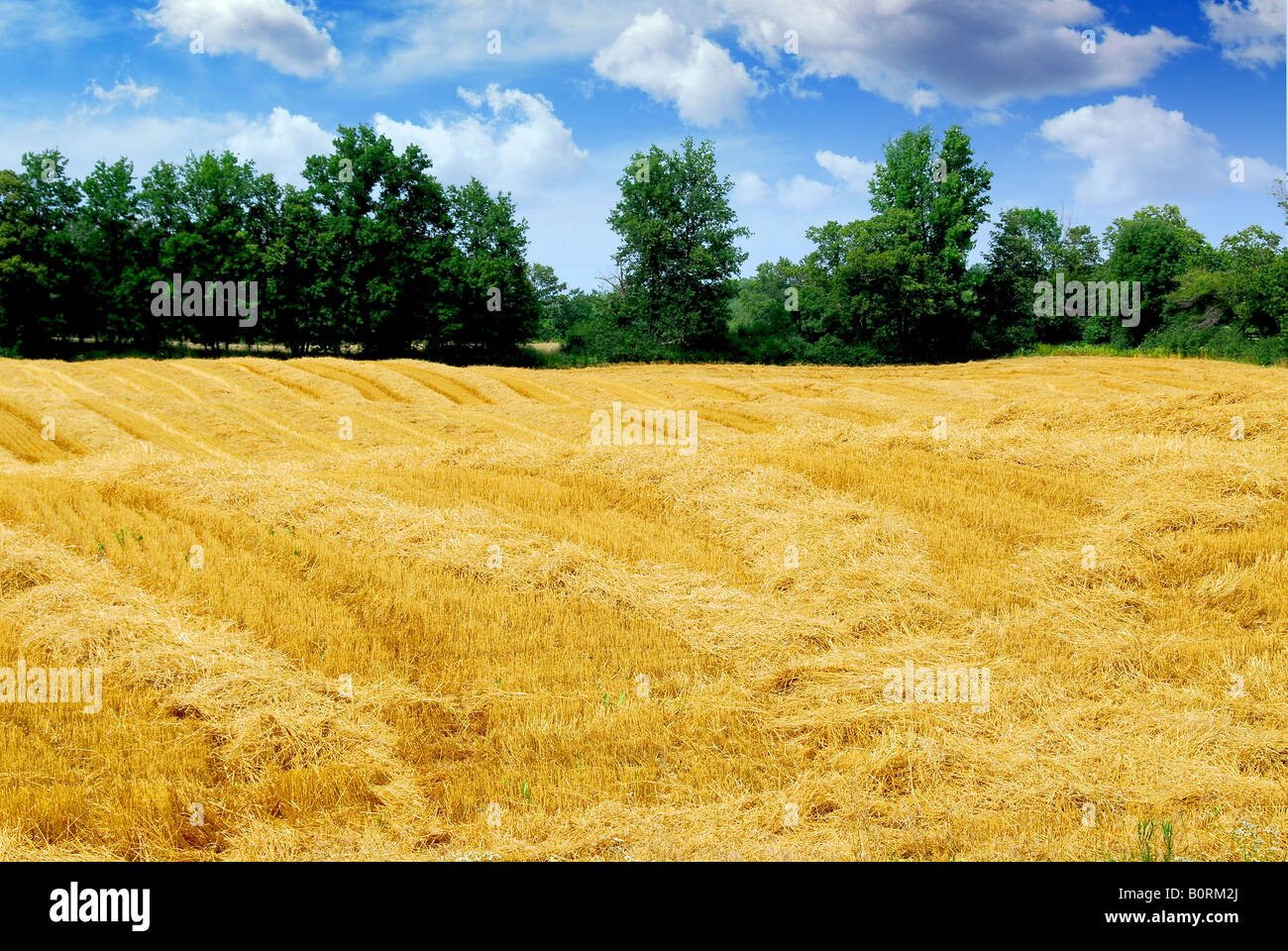 Tree trees field grain hi-res stock photography and images - Alamy