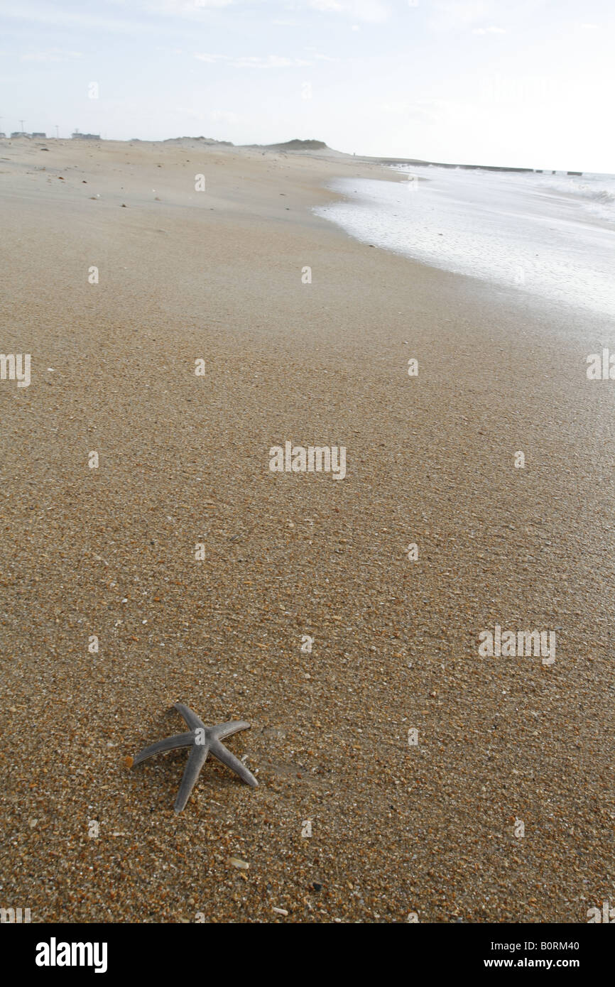 Starfish stranded on Cape Hatteras, Outer Banks, North Carolina Stock ...