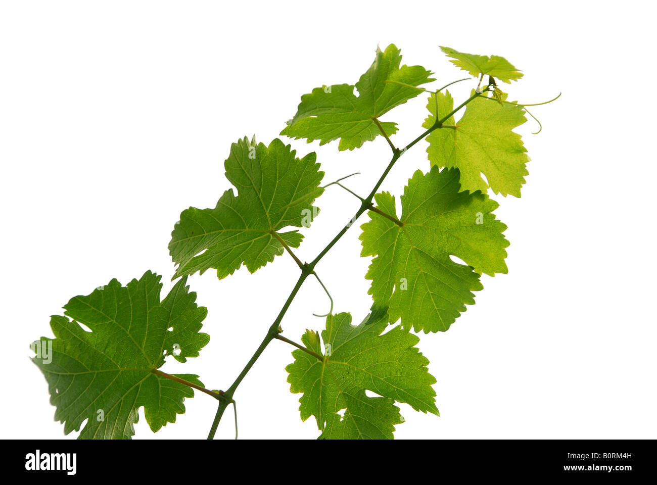Branch of grape vine on white background Stock Photo - Alamy