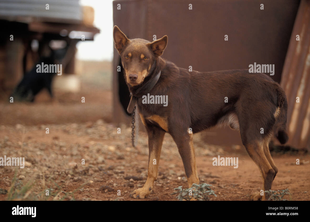 Kelpie Cattle Dog New South Wales Australia Stock Photo - Alamy
