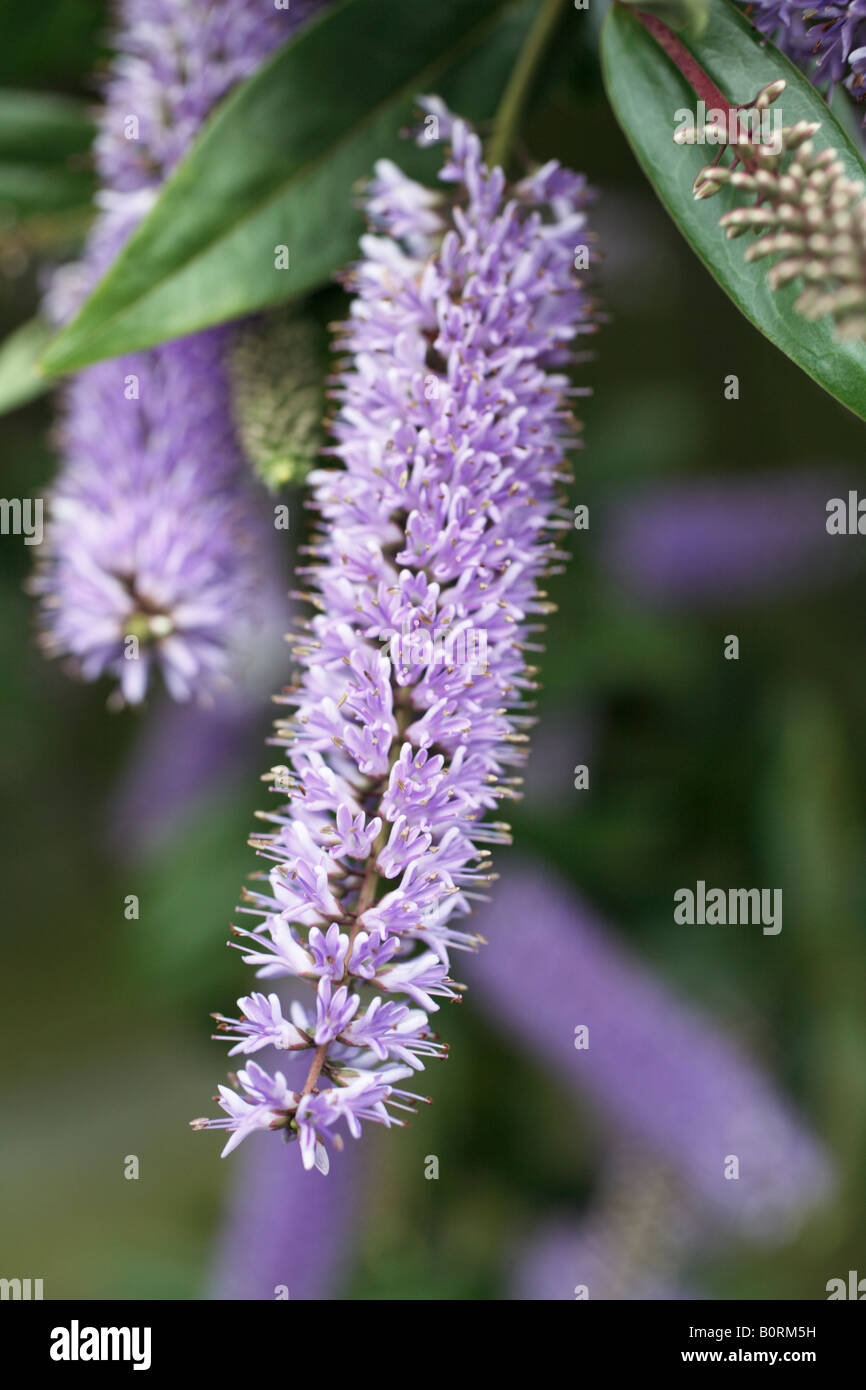 Hebe flower close up Stock Photo - Alamy