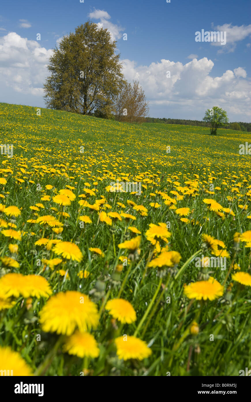 Spring landscape - dandelions fields, trees and sunny weather Stock ...
