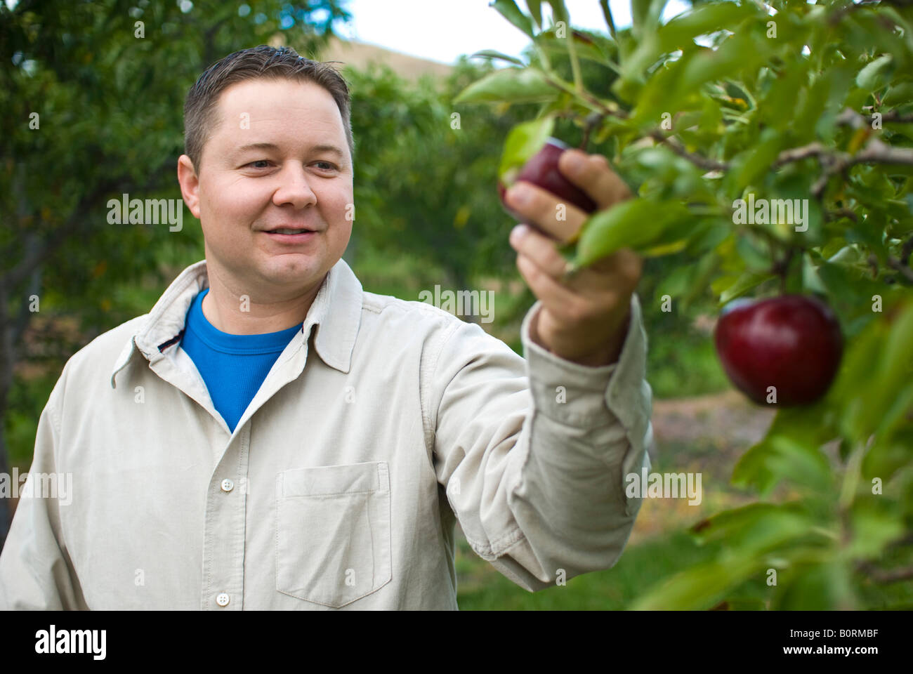 A man picks apples in an orchard on a farm Stock Photo - Alamy