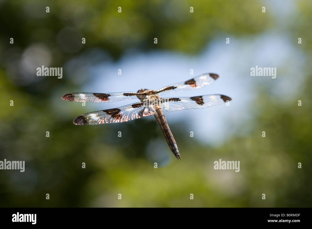 dragonfly dragon fly damsel fly with striped wings flies away large ...