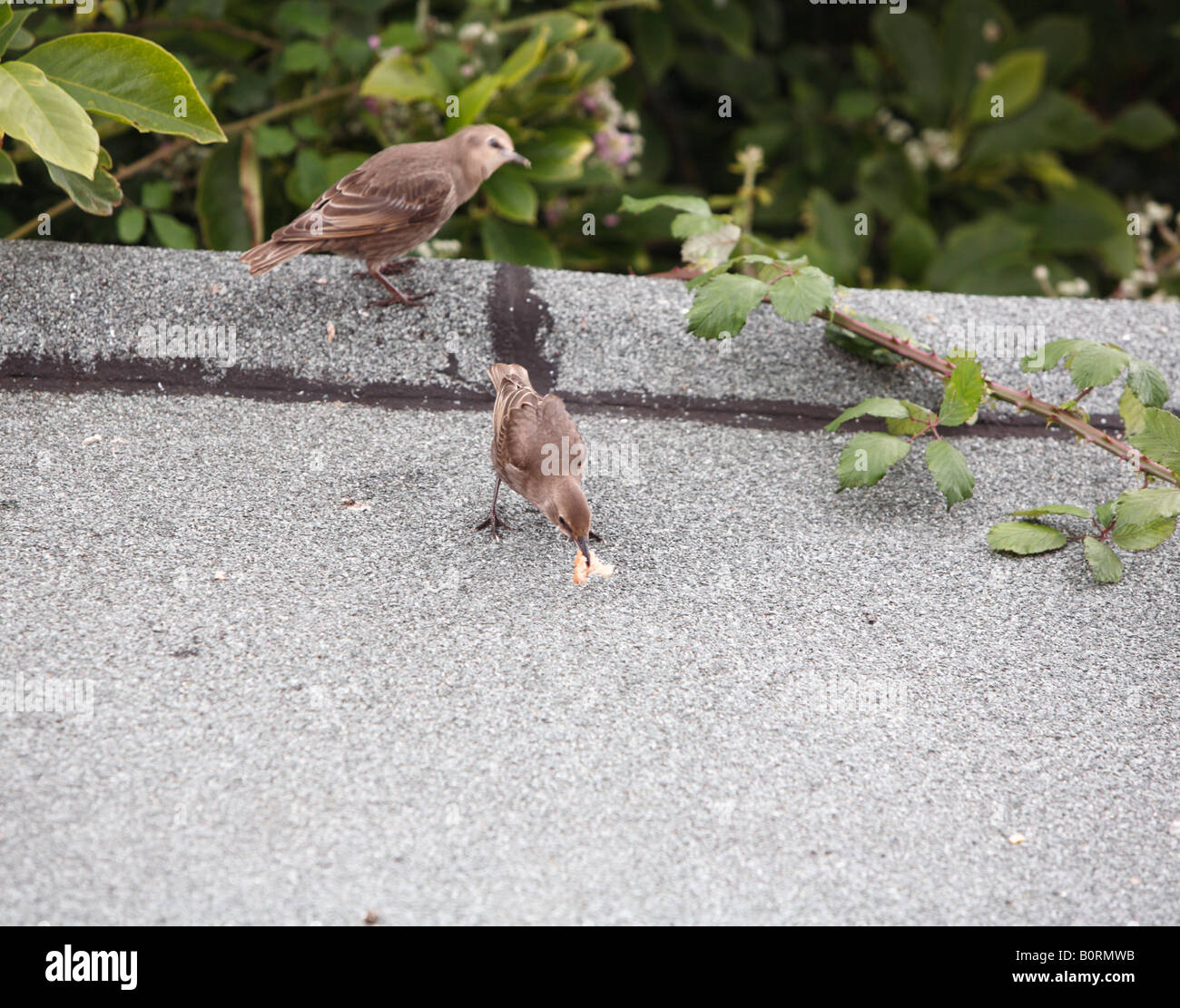 Baby starling hi-res stock photography and images - Alamy