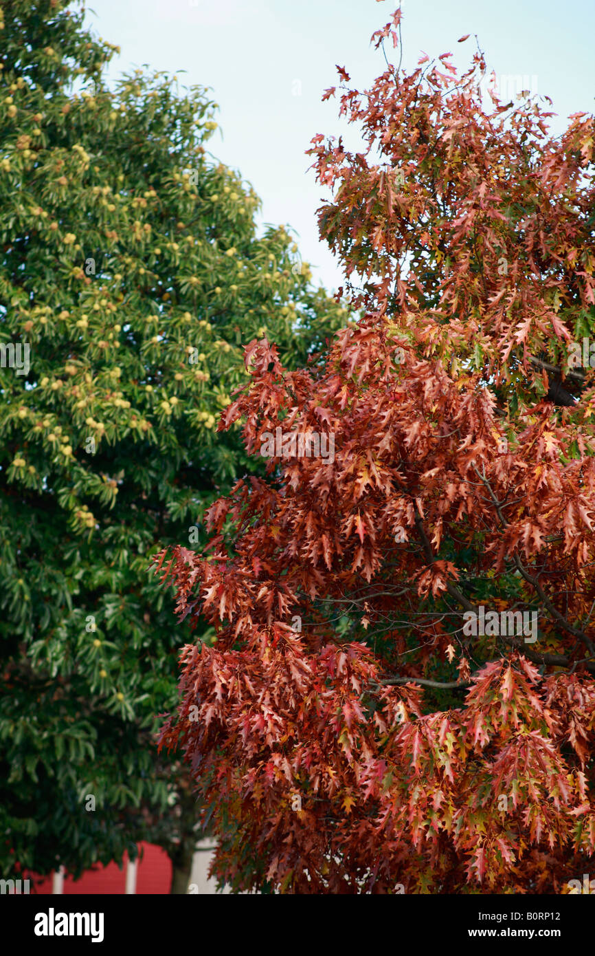 red oak tree bright autumn leaf colour contrasts with sweet chestnut ...