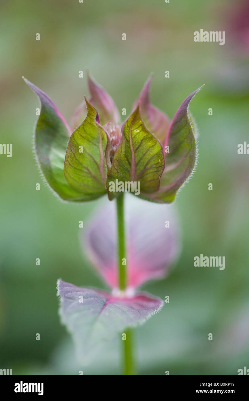 odd shaped flower blooms with green and pink petals shallow focus Stock ...
