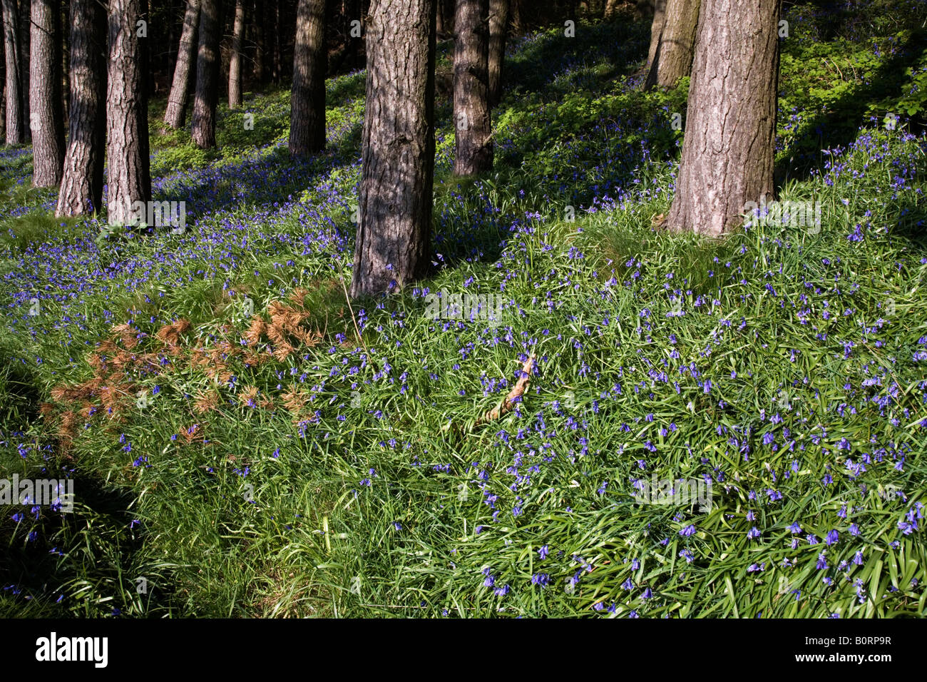 Sunlight and shadows in a bluebell wood Stock Photo - Alamy