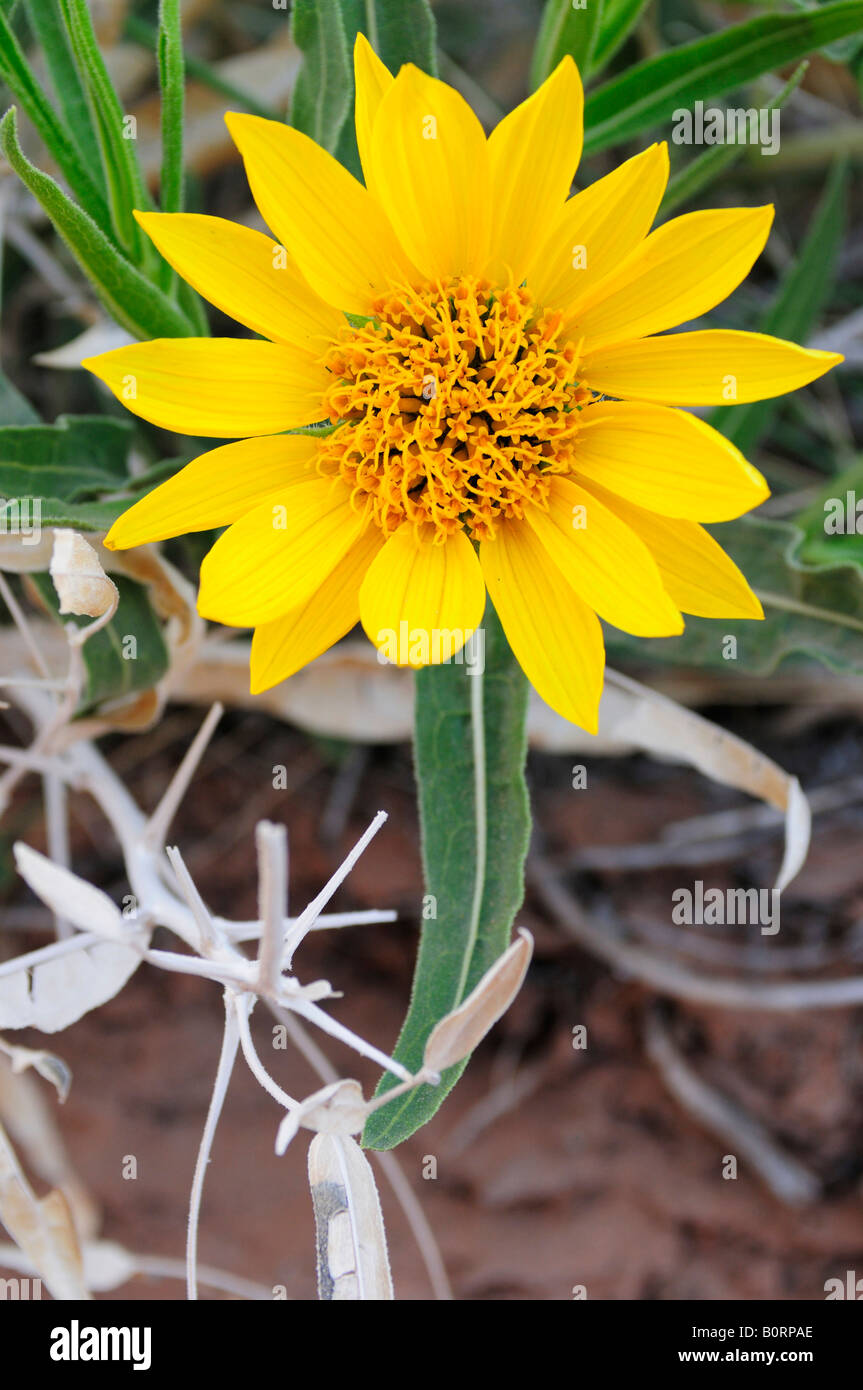 Yellow mules ears hi-res stock photography and images - Alamy