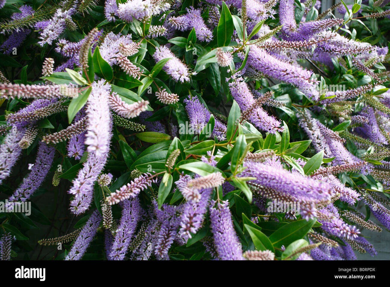 Hebe flowers hi-res stock photography and images - Alamy