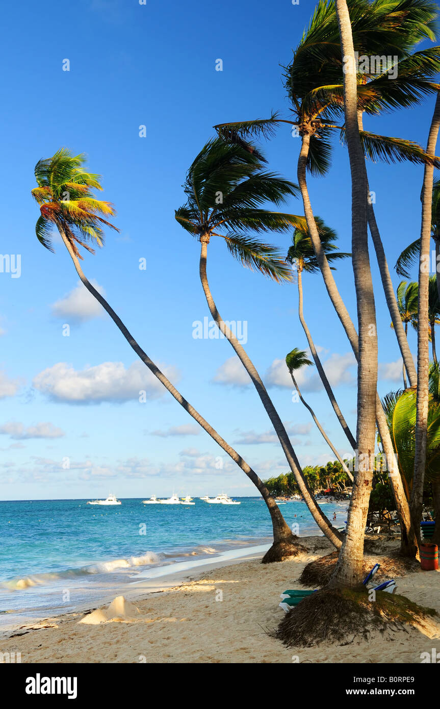 Tropical sandy beach with palm trees in Dominican republic Stock Photo ...