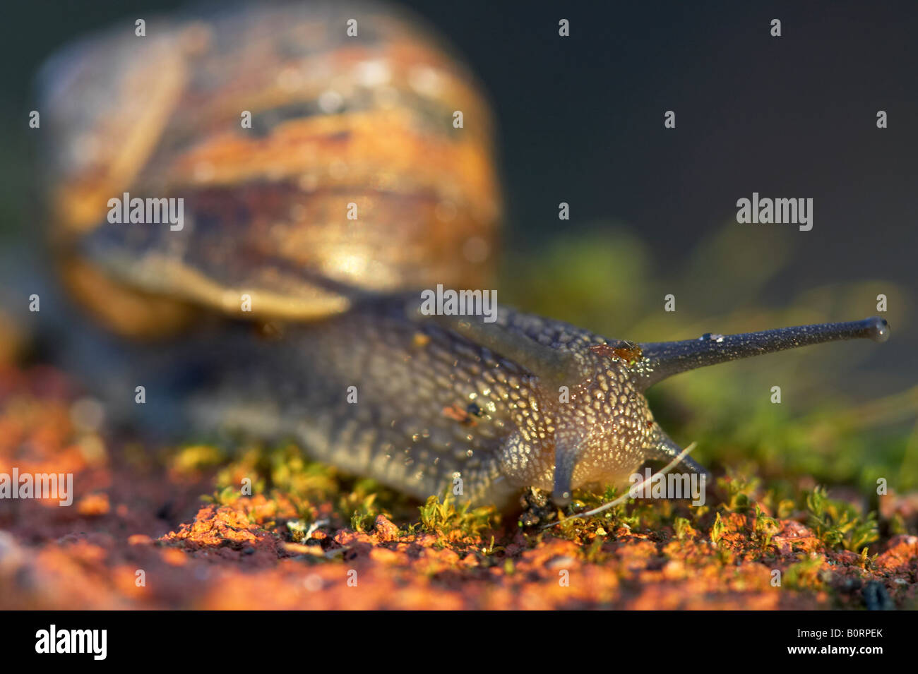 Snail moving across a brick in an English garden Stock Photo - Alamy