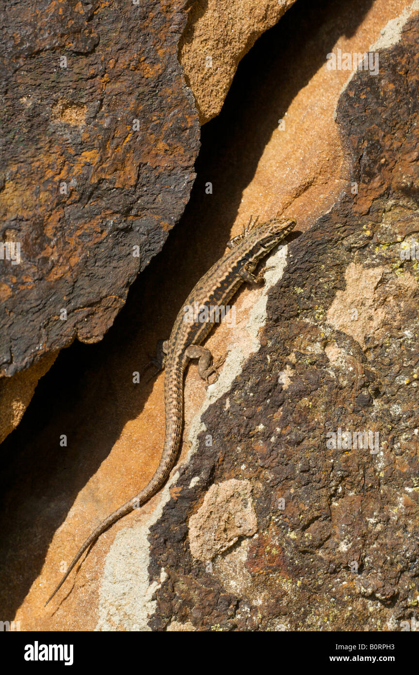 wall lizard Podarcis muralis Lacerta muralis Stock Photo - Alamy