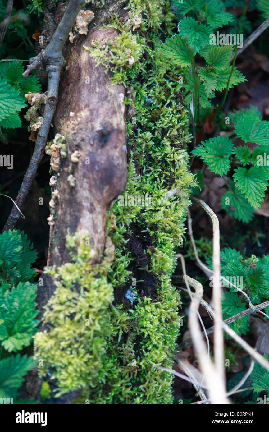 moss covered tree trunk with fungus Stock Photo - Alamy
