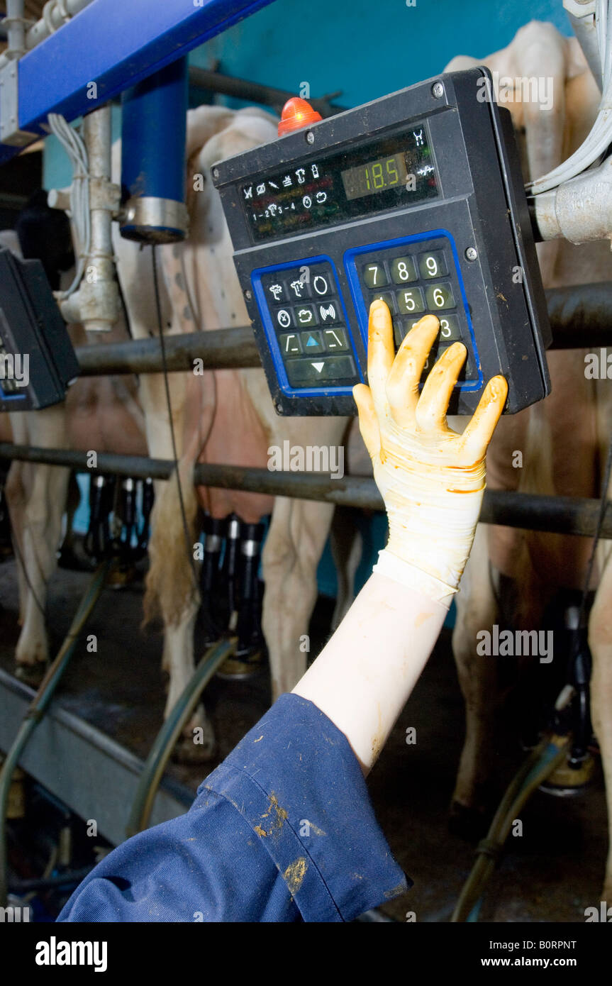 Stock person putting information into dairy computer system Lancashire ...