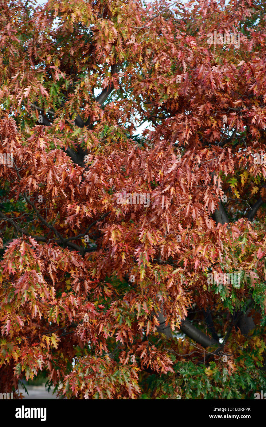 red oak tree showing bright autumn leaf colour Stock Photo - Alamy