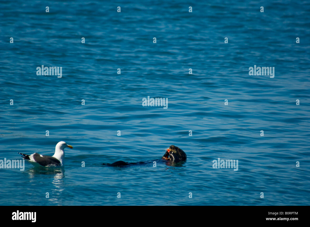 Seagull chasing a sea otter trying to get scraps of leftover food Morro ...