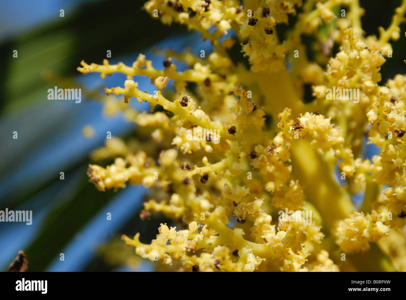 Palm tree bud hi-res stock photography and images - Alamy