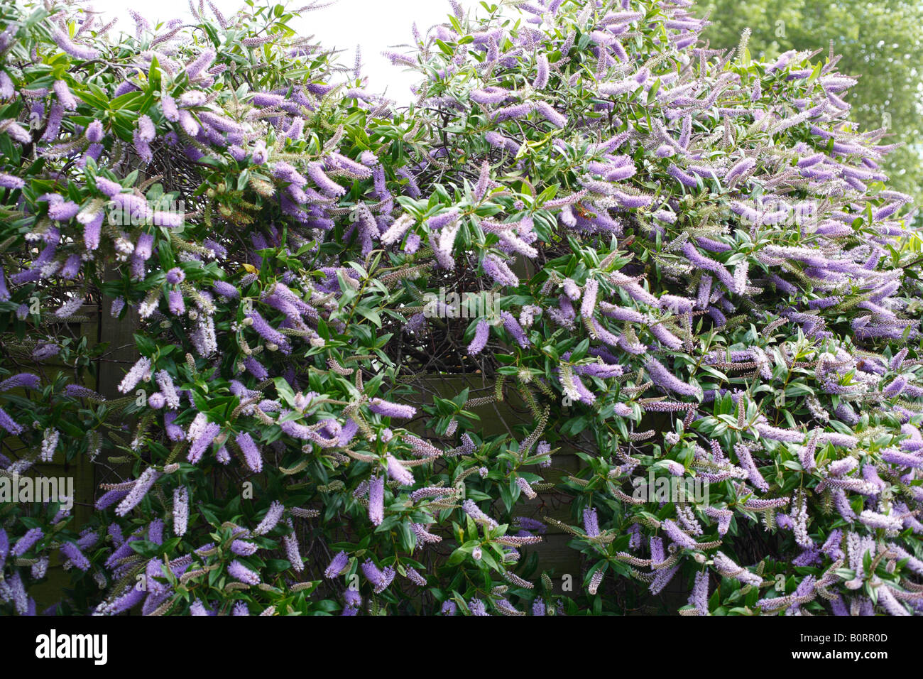 large Hebe bush with masses of flowers Stock Photo - Alamy