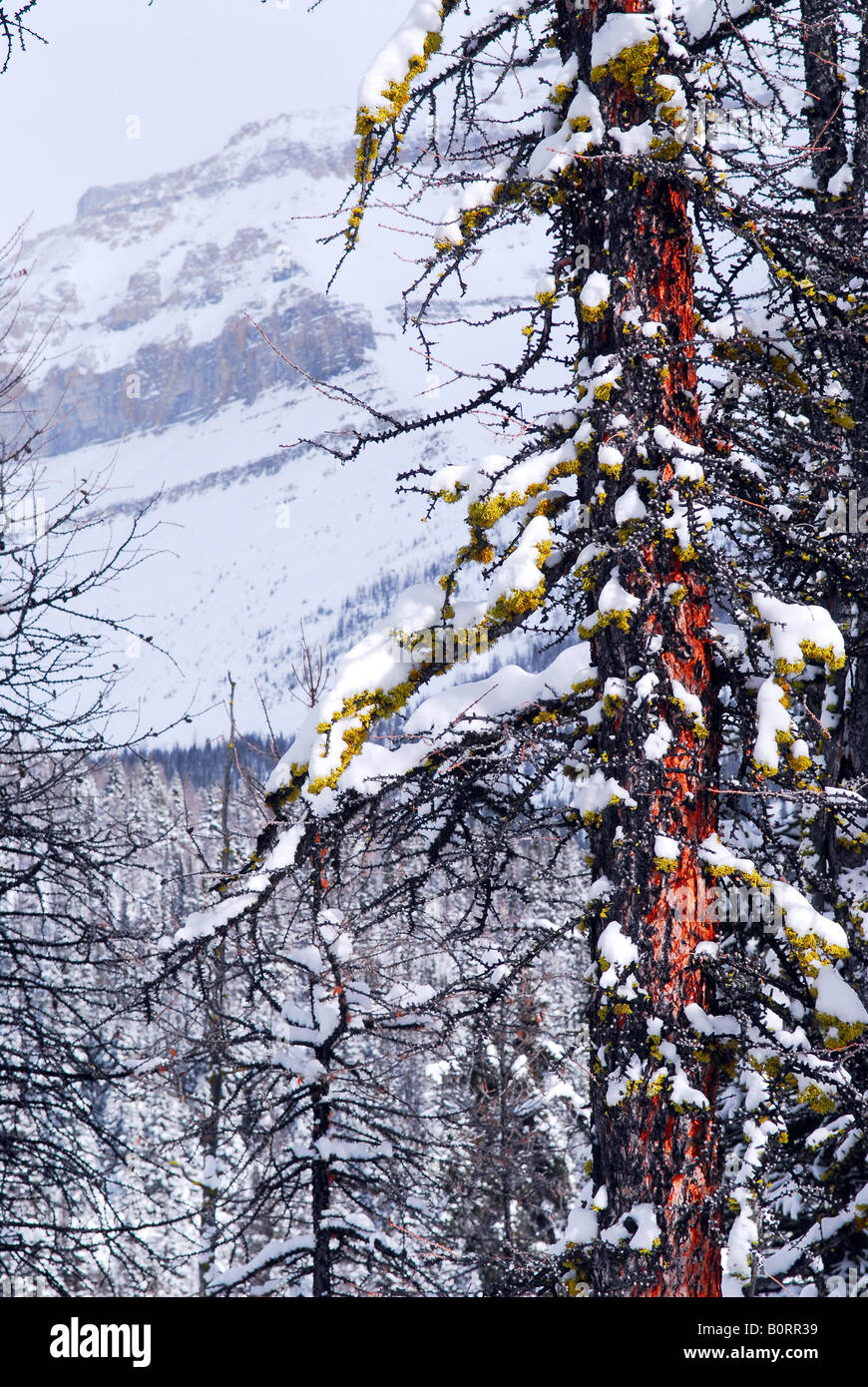 Mountain landscape with eastern larch tree in the foreground in ...