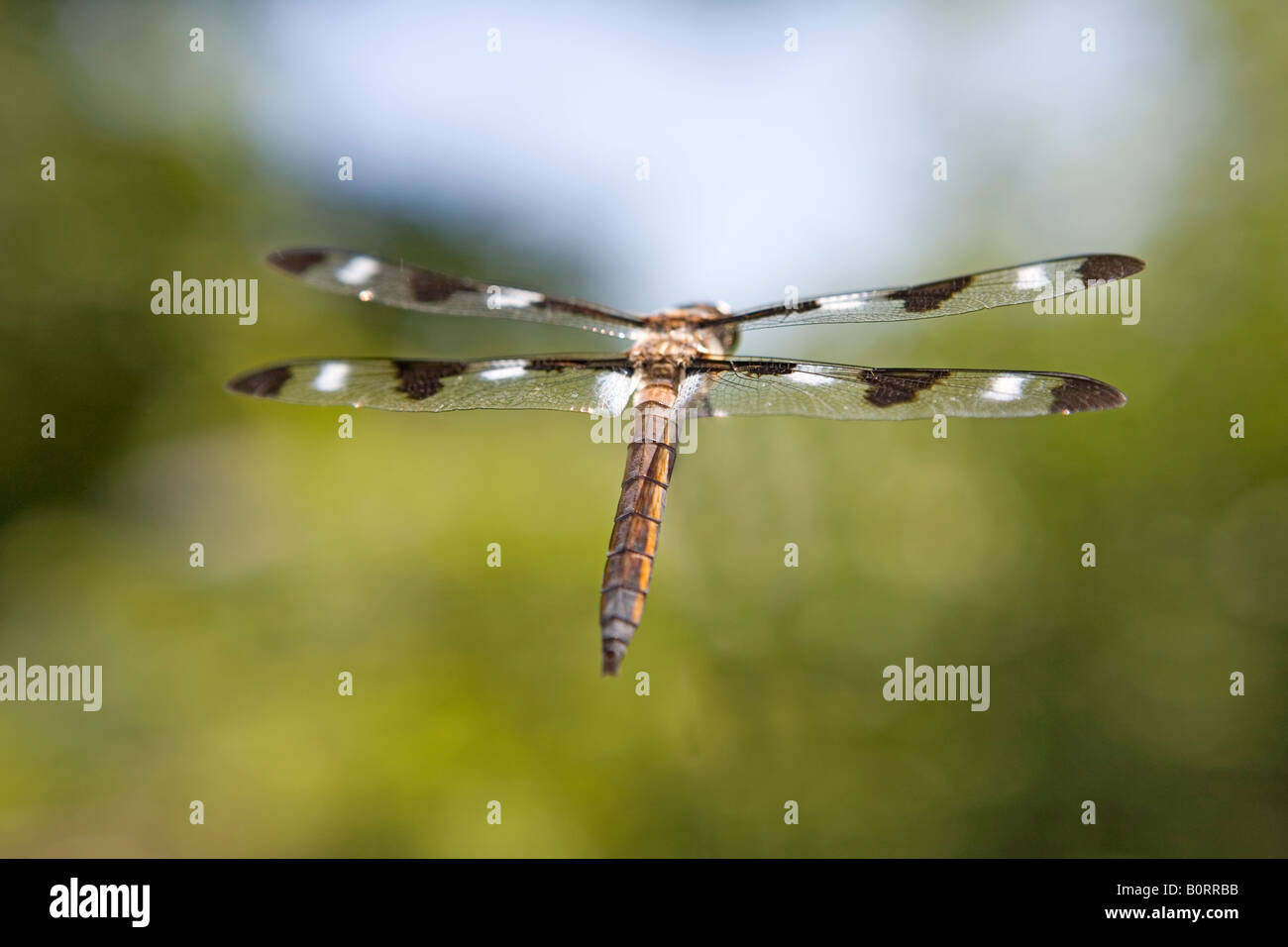 dragon fly dragonfly insect close up striped wings bug flight biplane ...