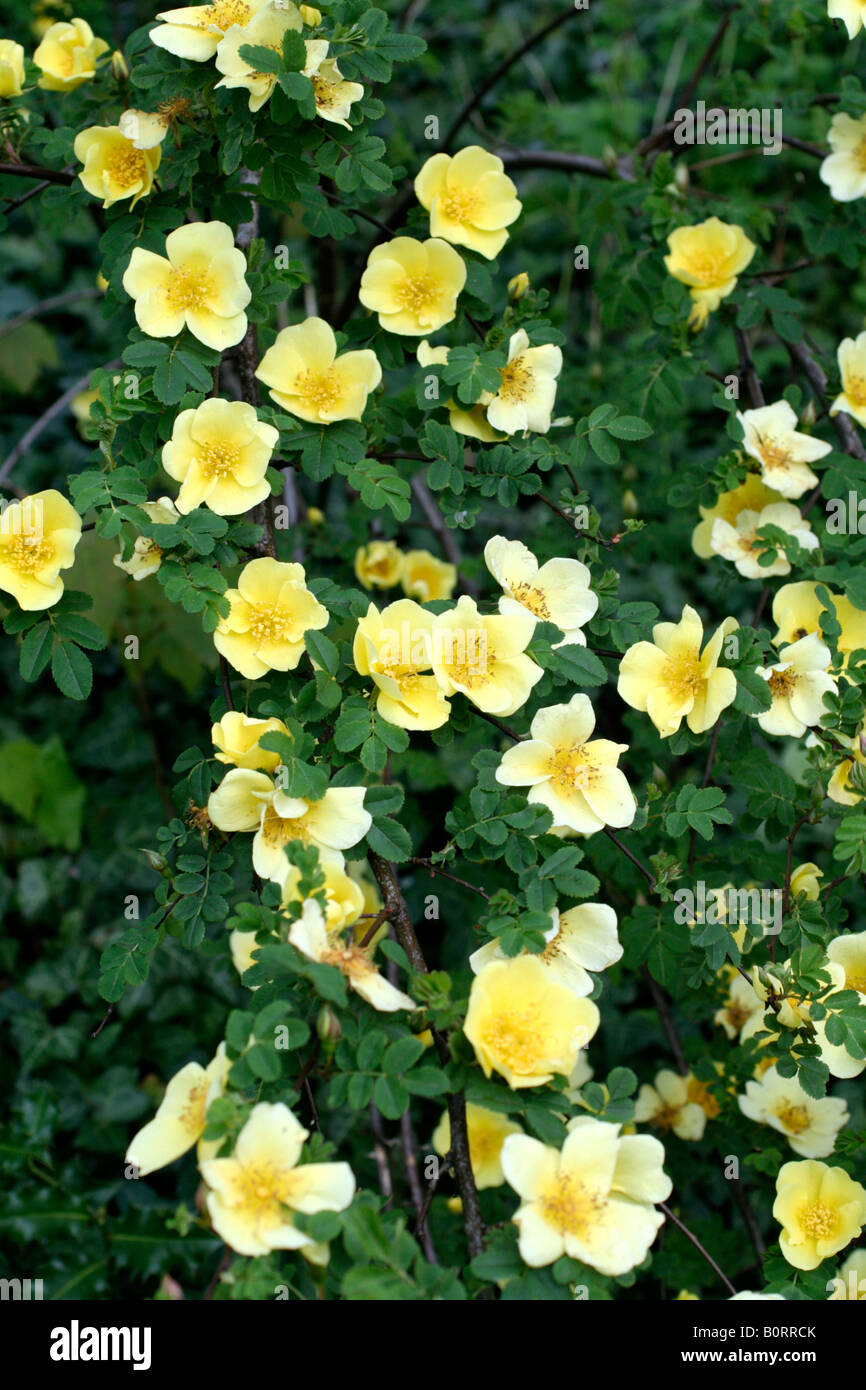 ROSA CANARY BIRD Stock Photo - Alamy