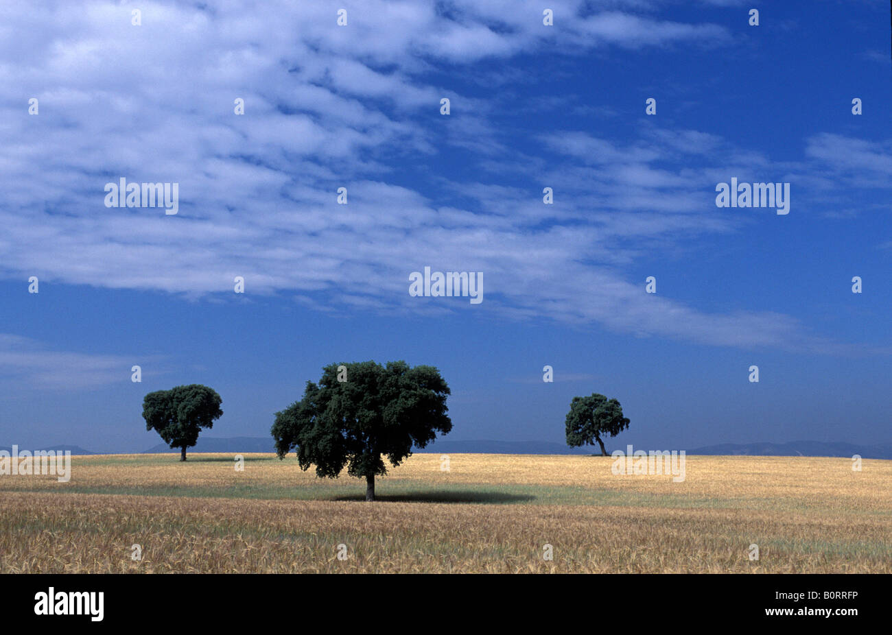 Spain the plateau of Castilla landscape Stock Photo - Alamy