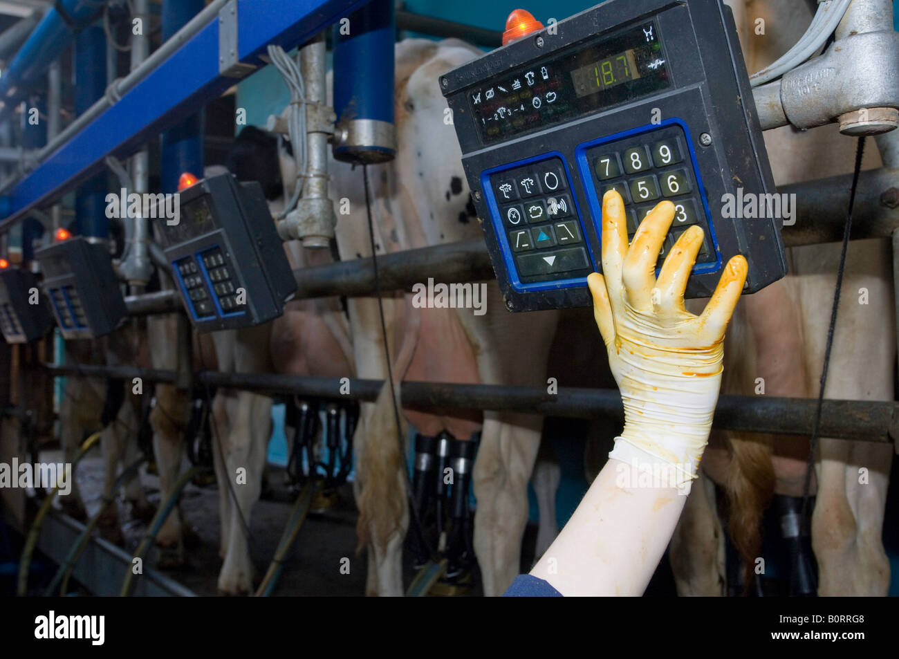 Dairy cattle technology hi-res stock photography and images - Alamy