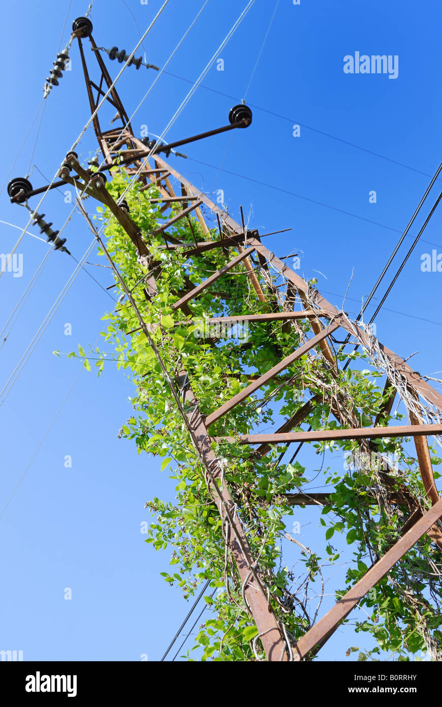 The pole and liane Stock Photo - Alamy