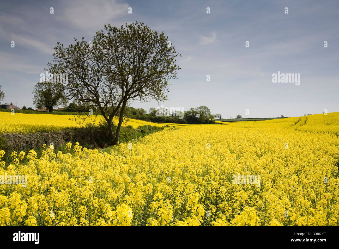 UK England Lincolnshire Burton le Coggles near Grantham oil seed rape ...