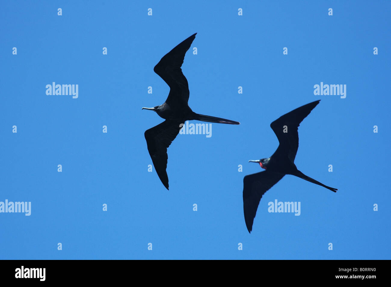 Two frigate birds hi-res stock photography and images - Alamy