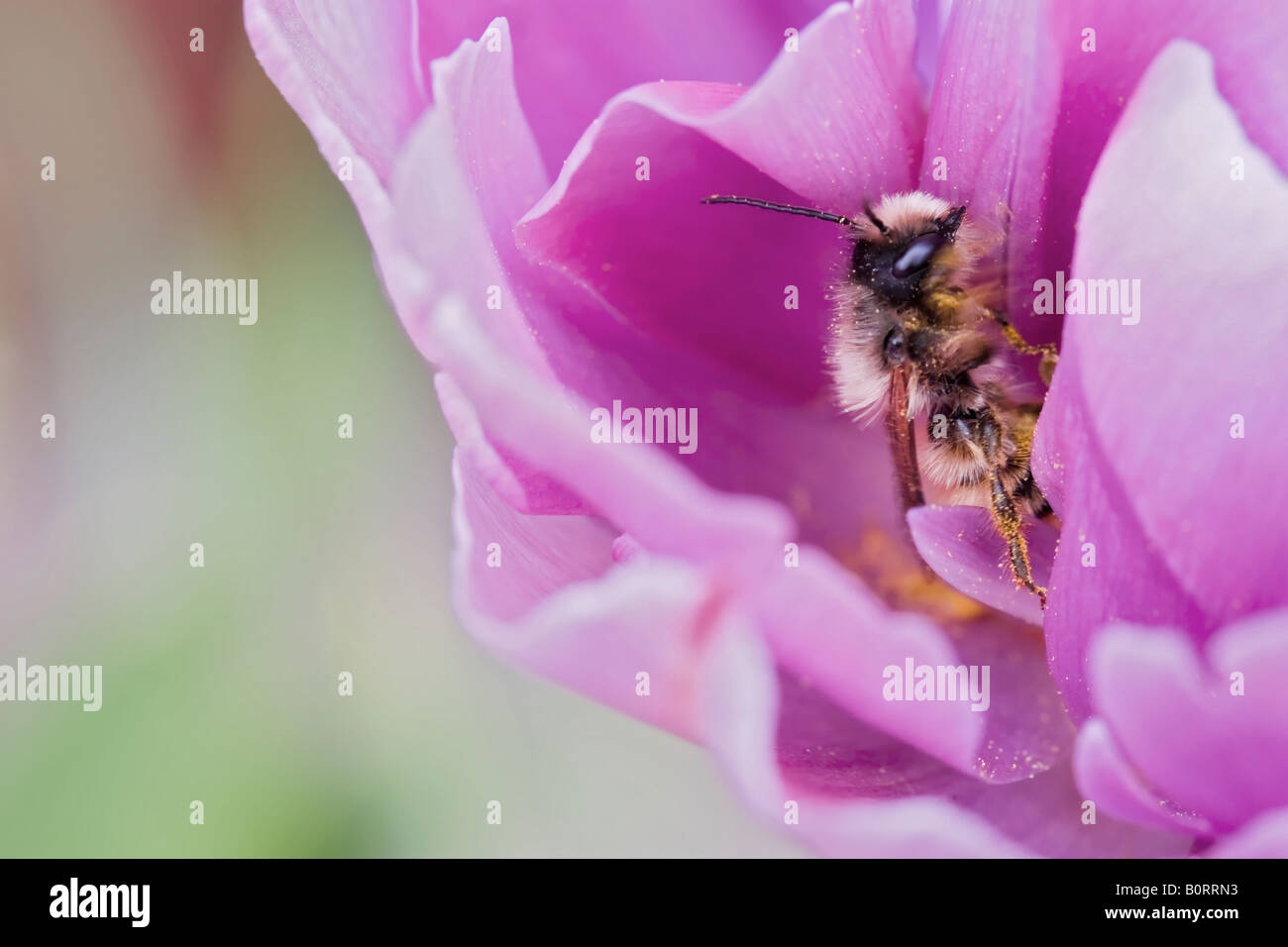 Bee collecting pollen from the middle of a pink tulip Stock Photo - Alamy