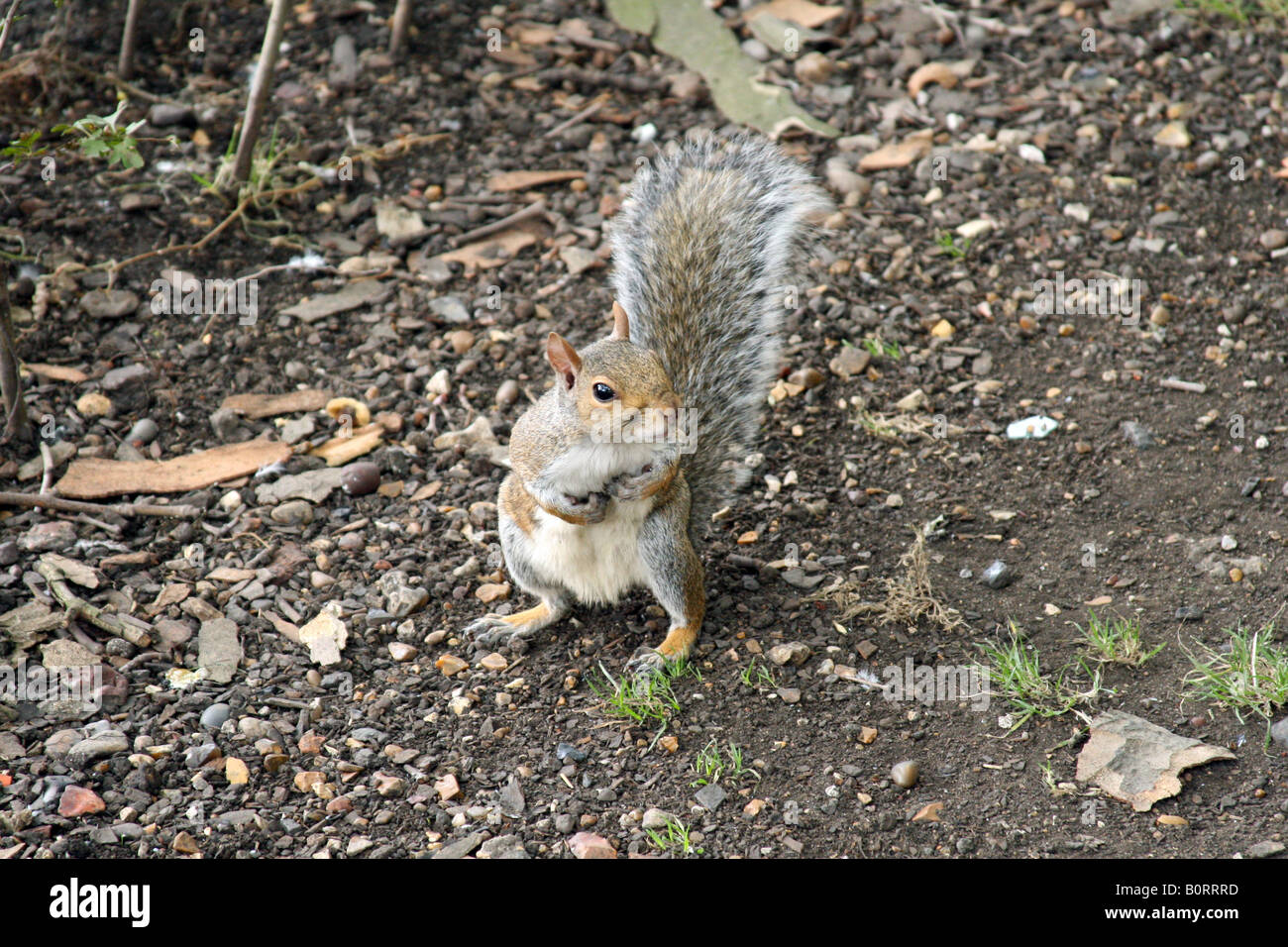Russell square gardens hi-res stock photography and images - Alamy
