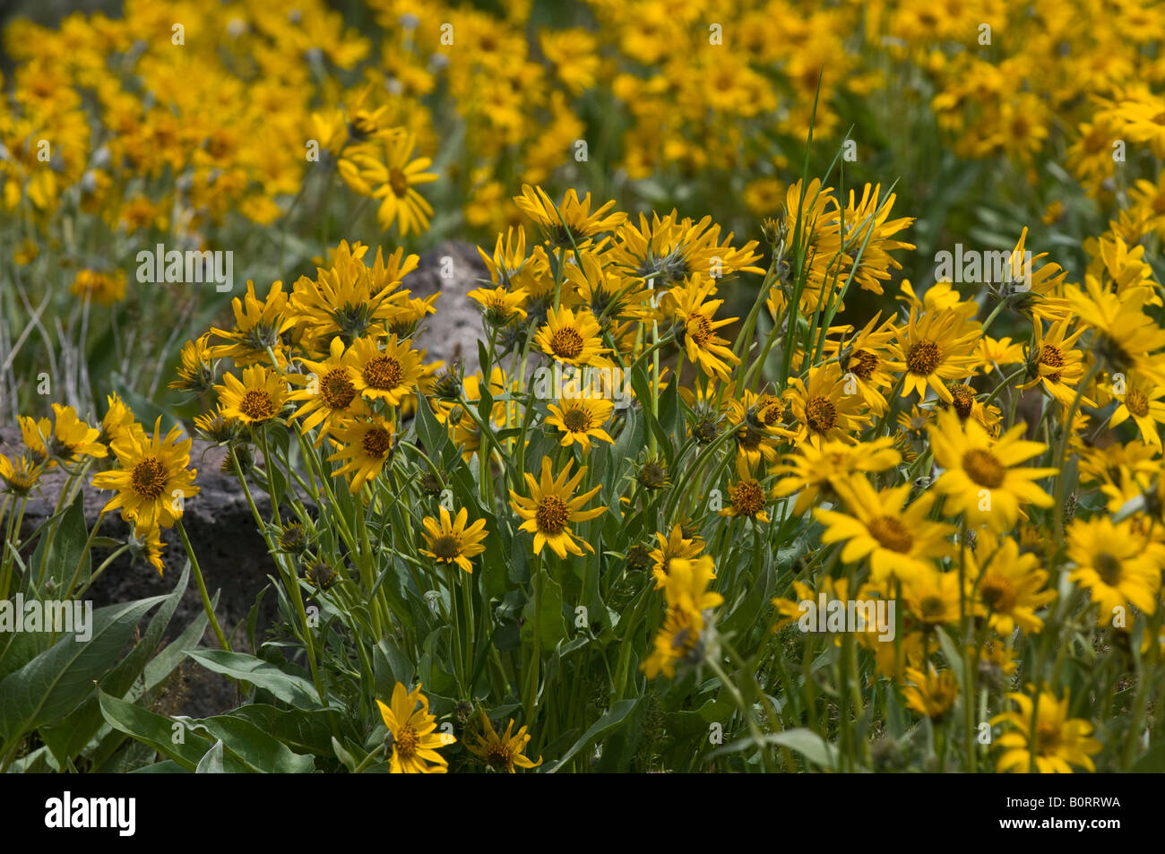 Boise and arrowleaf balsam root hi-res stock photography and images - Alamy