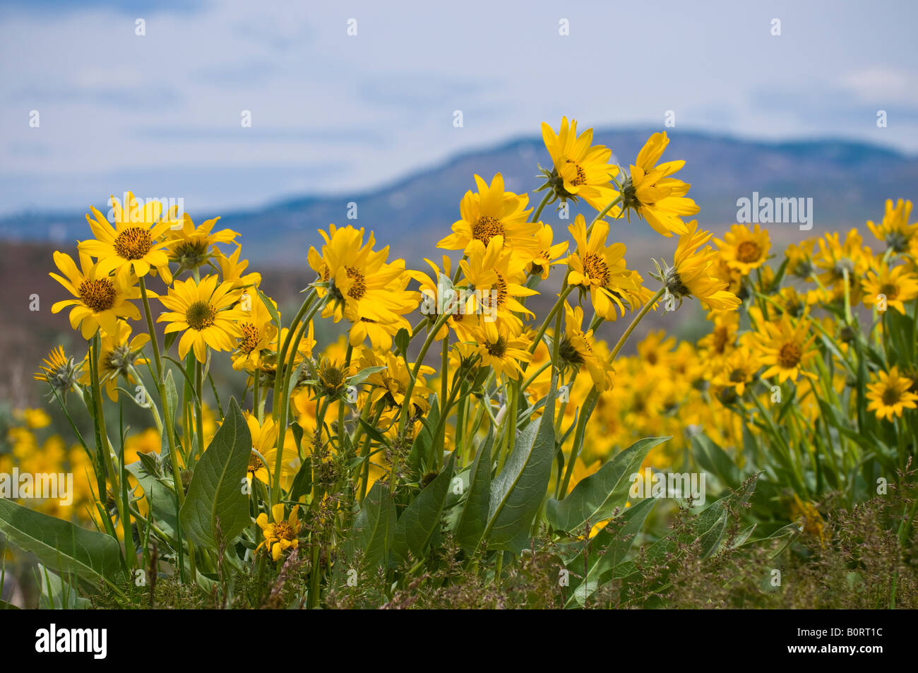 Idaho, near Boise. Arrowleaf Balsam Root in bloom in spring Stock Photo ...