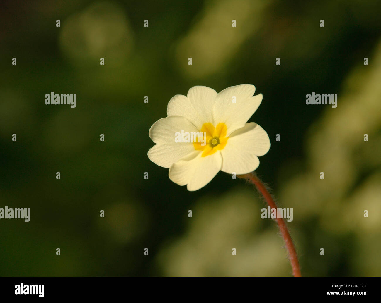 Single primrose hi-res stock photography and images - Alamy