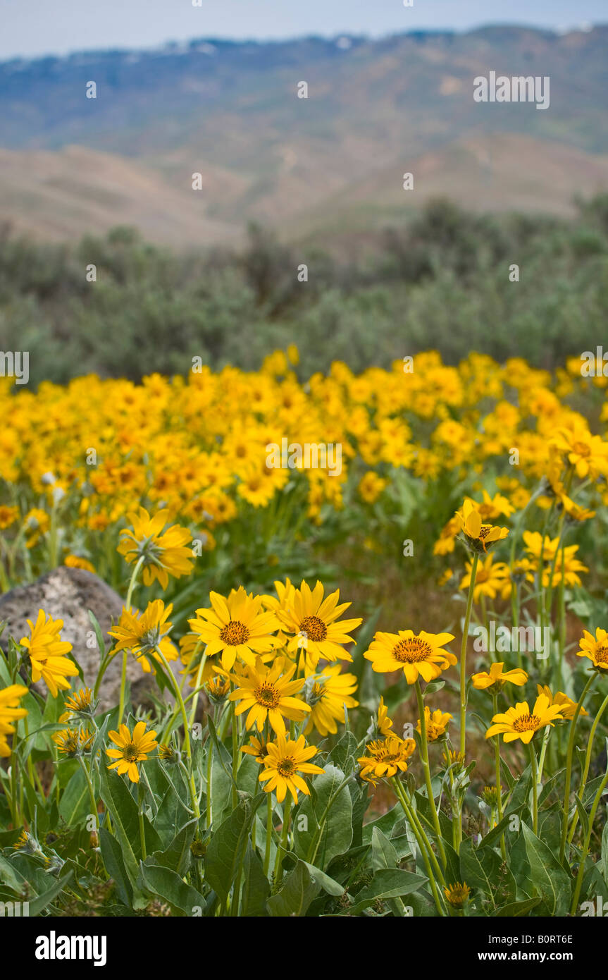 Boise and arrowleaf balsam root hi-res stock photography and images - Alamy